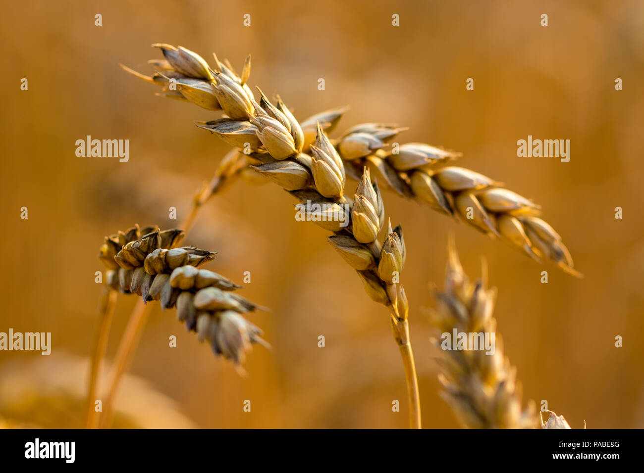 Wheat field. Ears of golden wheat close up. Background of ripening ears ...