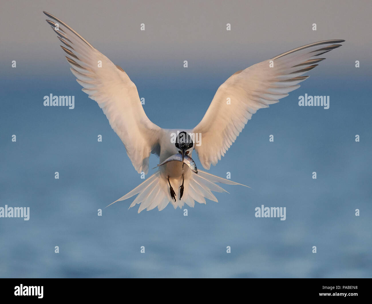 Sandwich tern in flight with a fish in its beak Stock Photo - Alamy