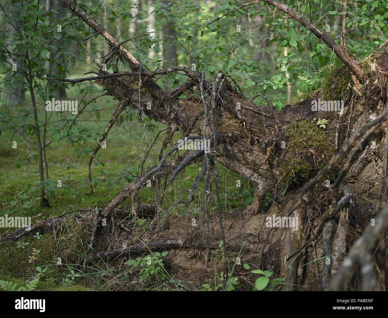 Roots of a torn down tree after a storm, outside shallow depth of field ...