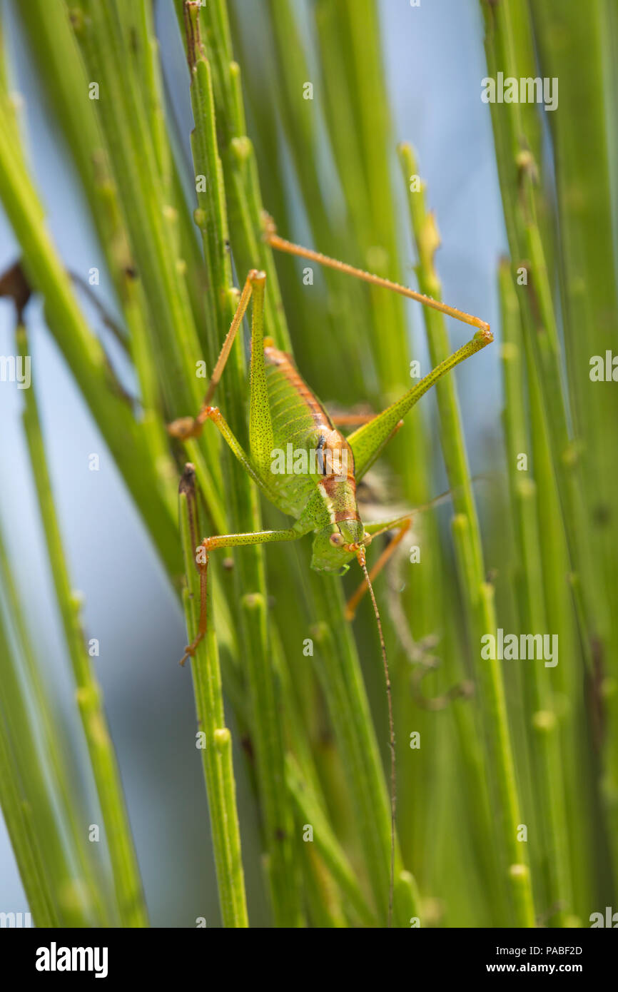 A male Speckled-Bush Cricket, Leptophyes punctatissima, camouflaged on ...