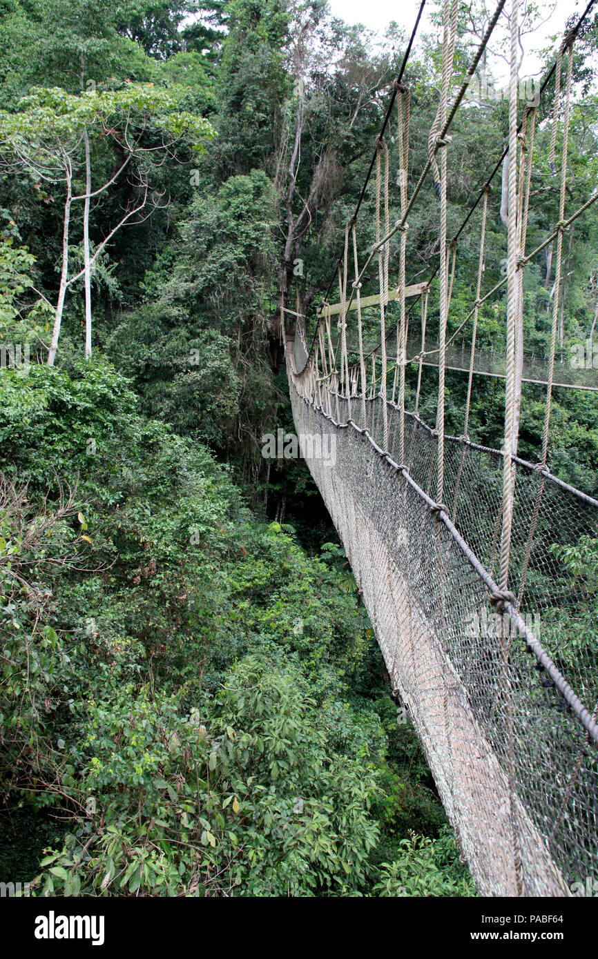 Canopy Walkway Rope Bridge at the Kakum National Park near Cape Coast ...