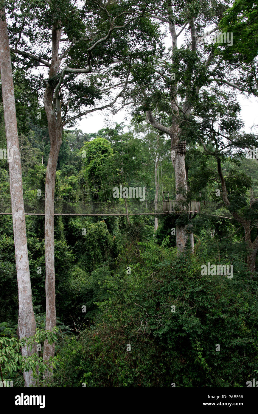 Canopy Walkway Rope Bridge at the Kakum National Park near Cape Coast ...