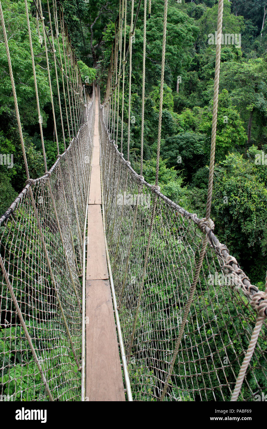 Canopy Walkway Rope Bridge at the Kakum National Park near Cape Coast ...
