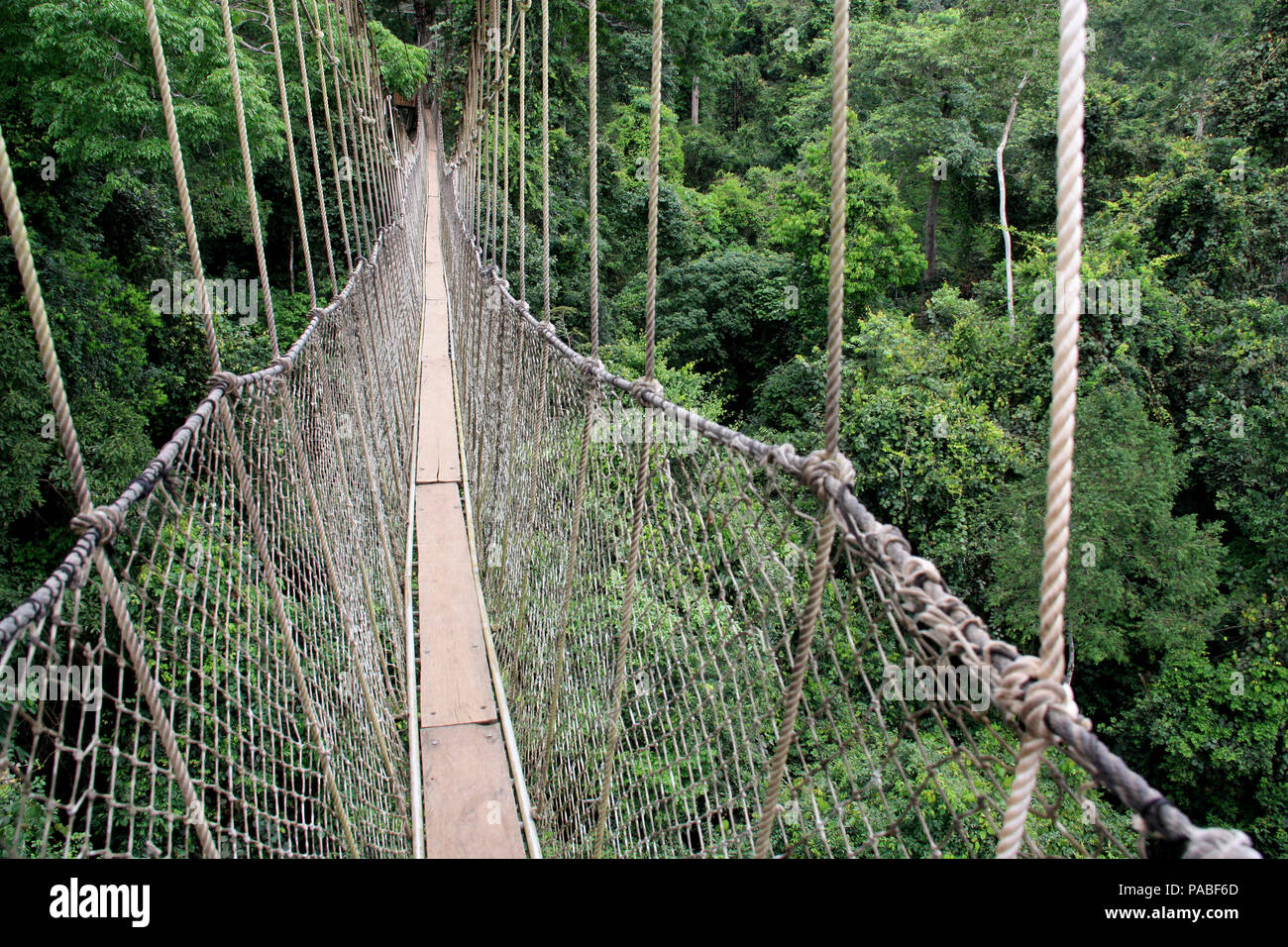 View of a canopy walkway rope bridge at the Kakum National Park near ...