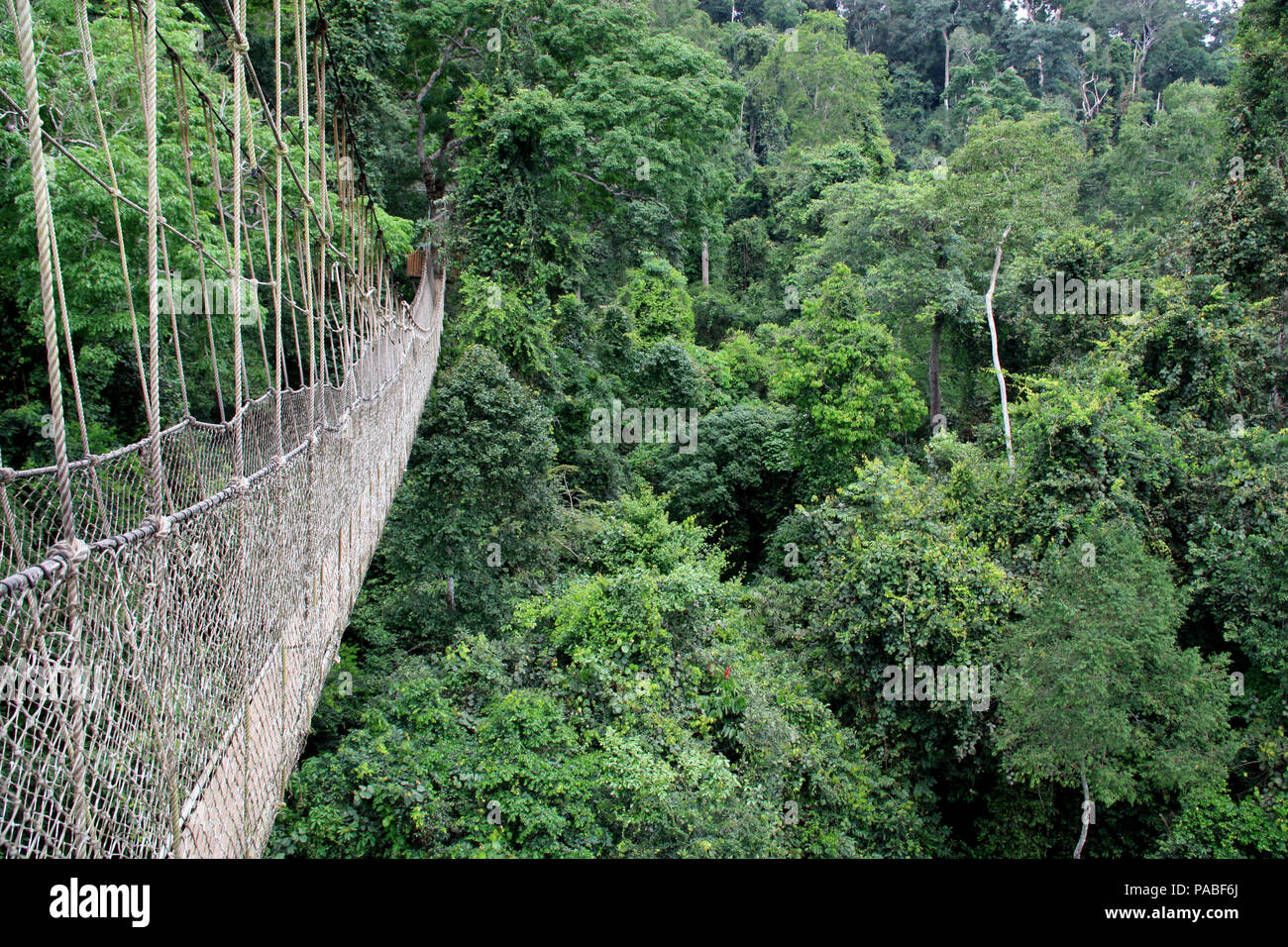 Rain Rainforest Bridge Wood High Resolution Stock Photography and ...