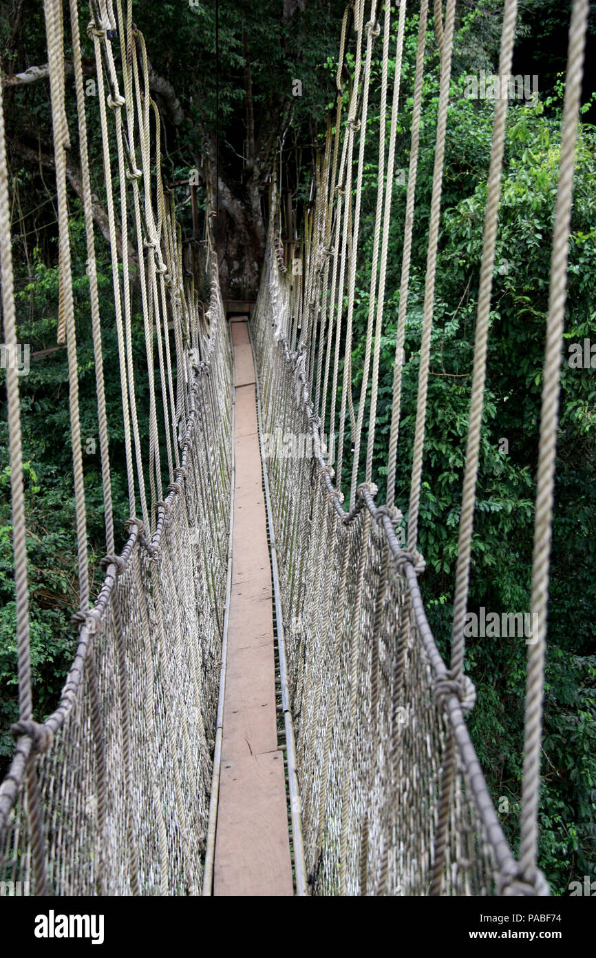 Rain Rainforest Bridge Wood High Resolution Stock Photography and ...