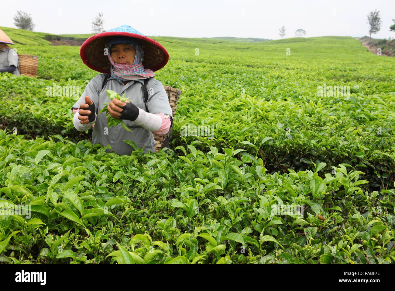 women workers engaged in plucking leaves at a tea plantation in sumatra ...