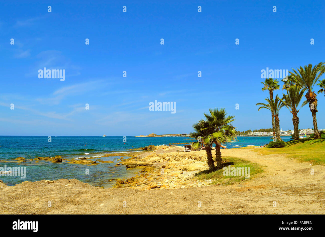 Palm trees on Paphos beach in Cyprus Stock Photo - Alamy