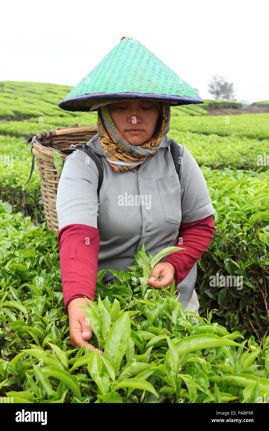 Tea industry sumatra hi-res stock photography and images - Alamy
