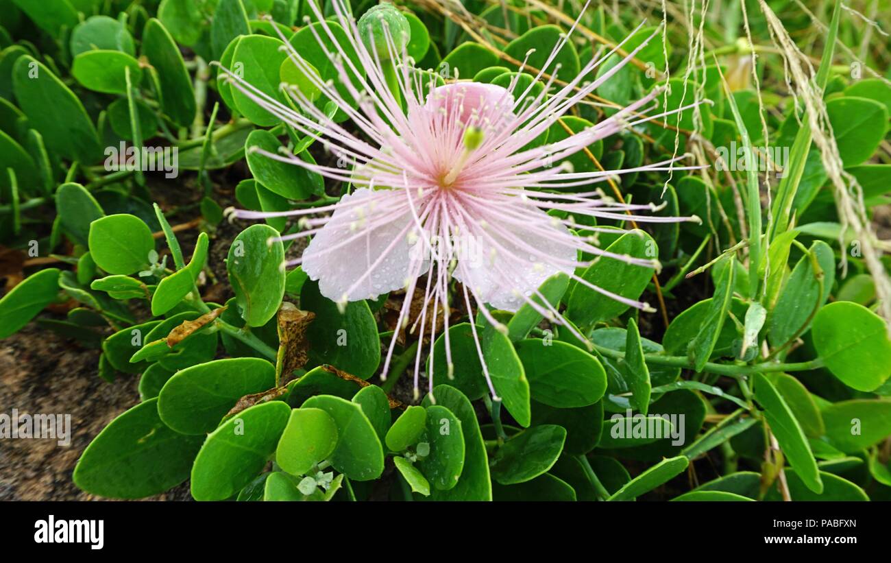 close up from tropical plants of kenya Stock Photo - Alamy