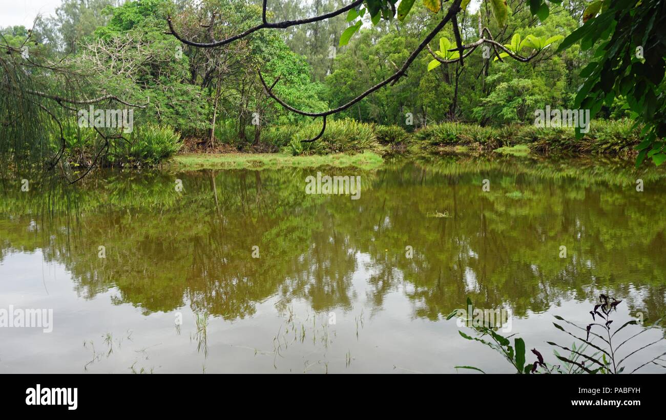 tropical rain forest in eastern part of kenya Stock Photo - Alamy