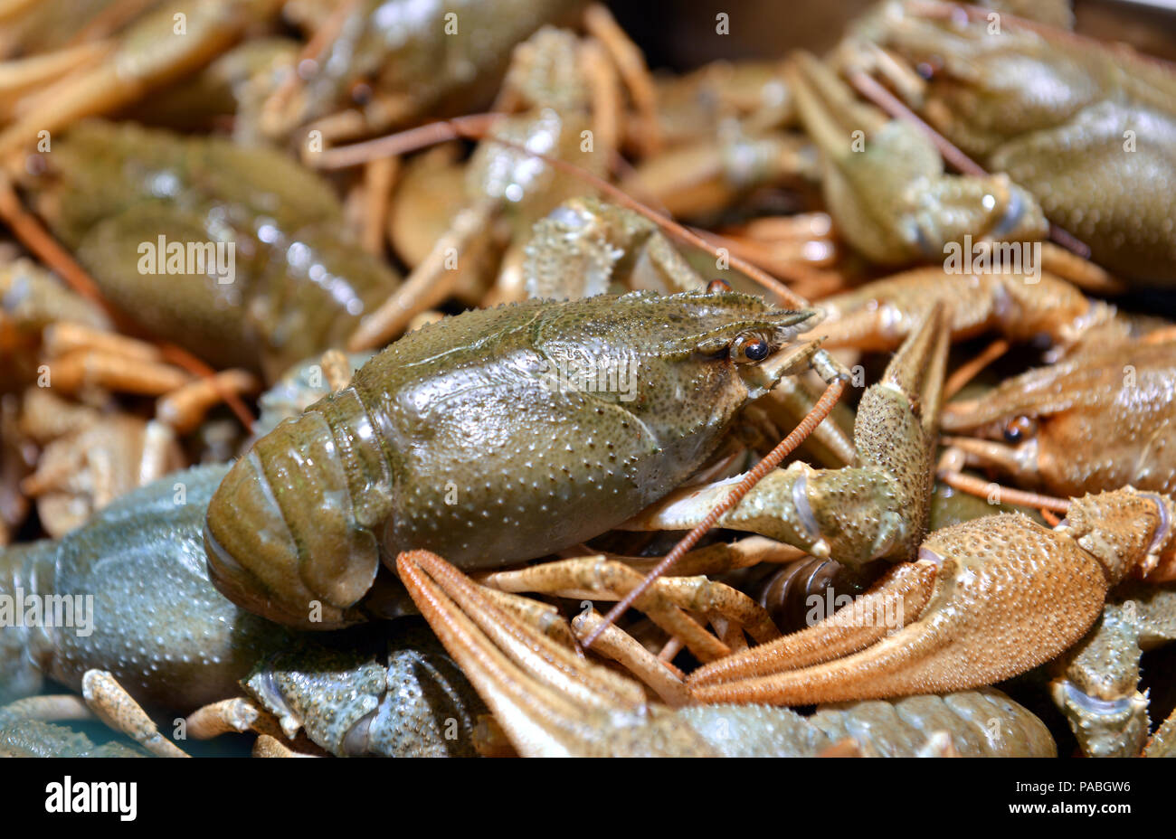 live crayfish in the store seafood Stock Photo - Alamy