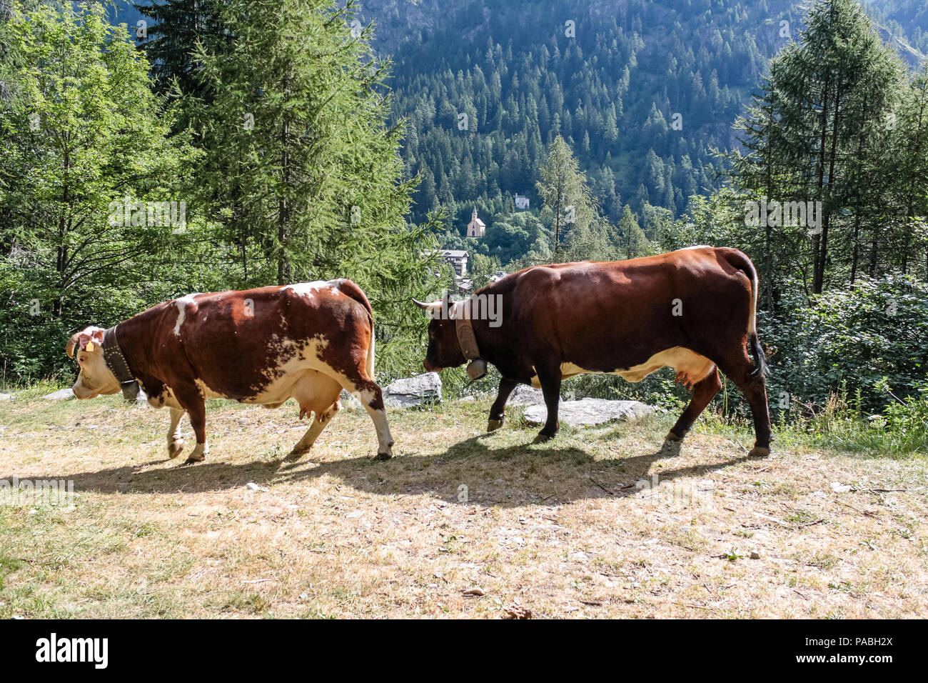 Dot cow hi-res stock photography and images - Alamy