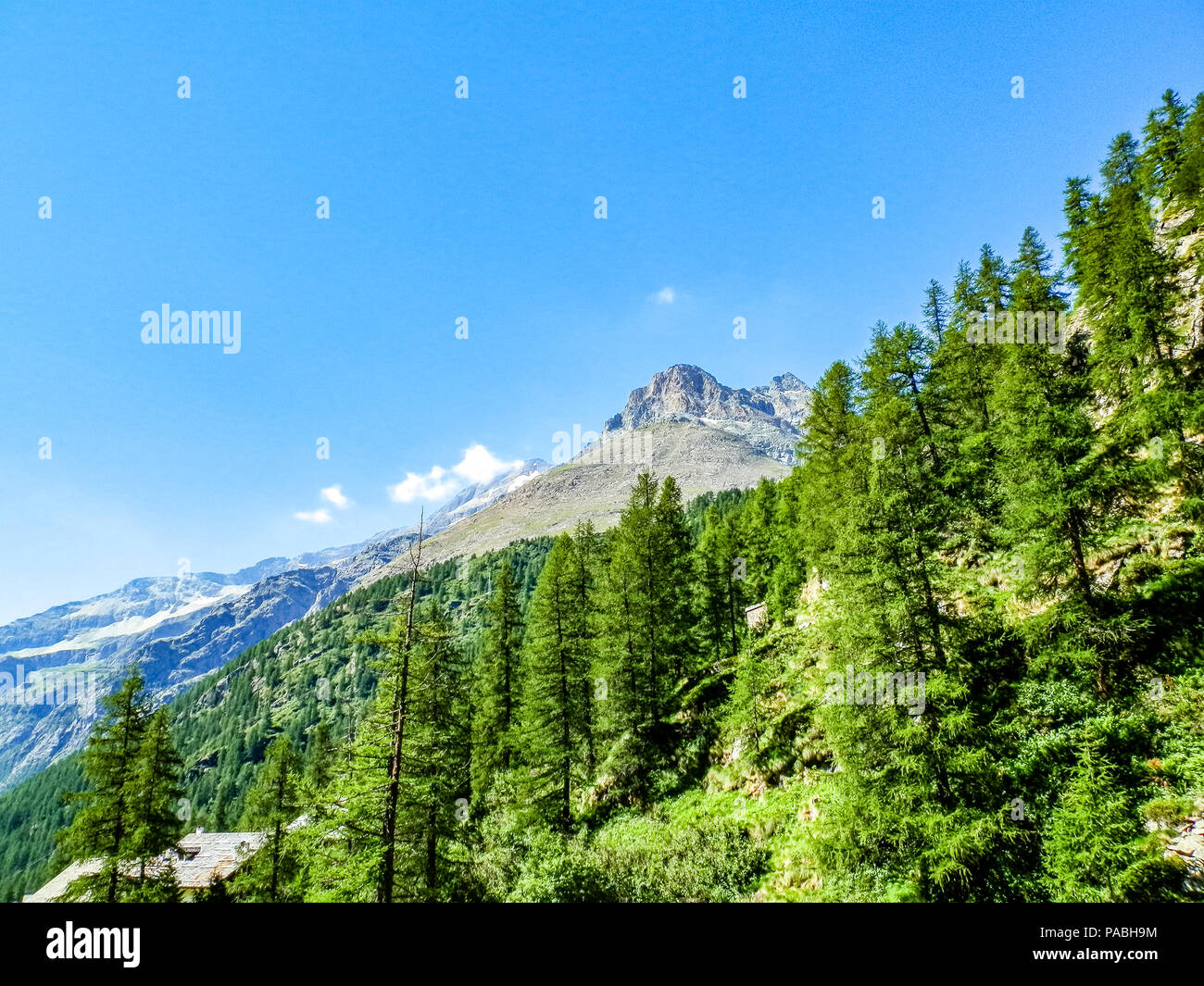 Beautiful view of forests, flowers, lakes and rivers in the alpine ...