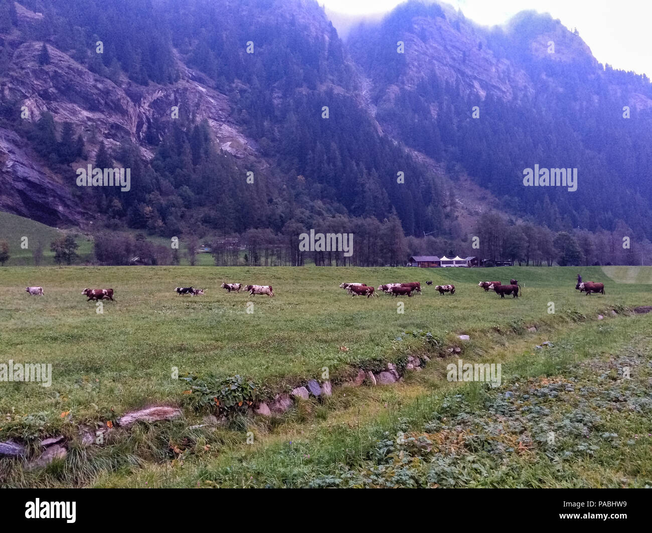 Herd of brown cows grazing in the Gressoney Valley situated in the ...