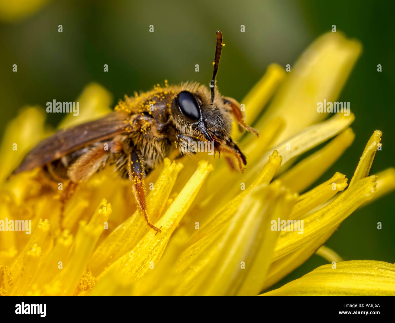 Solitary Bee just like that Stock Photo - Alamy