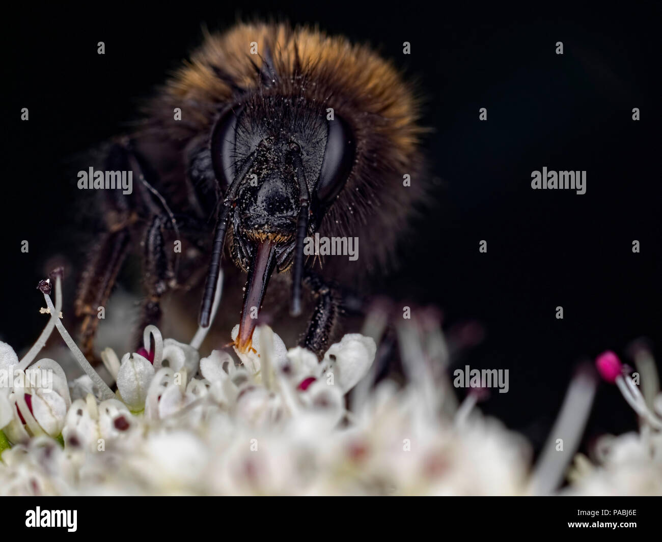 Alien tongue hi-res stock photography and images - Alamy