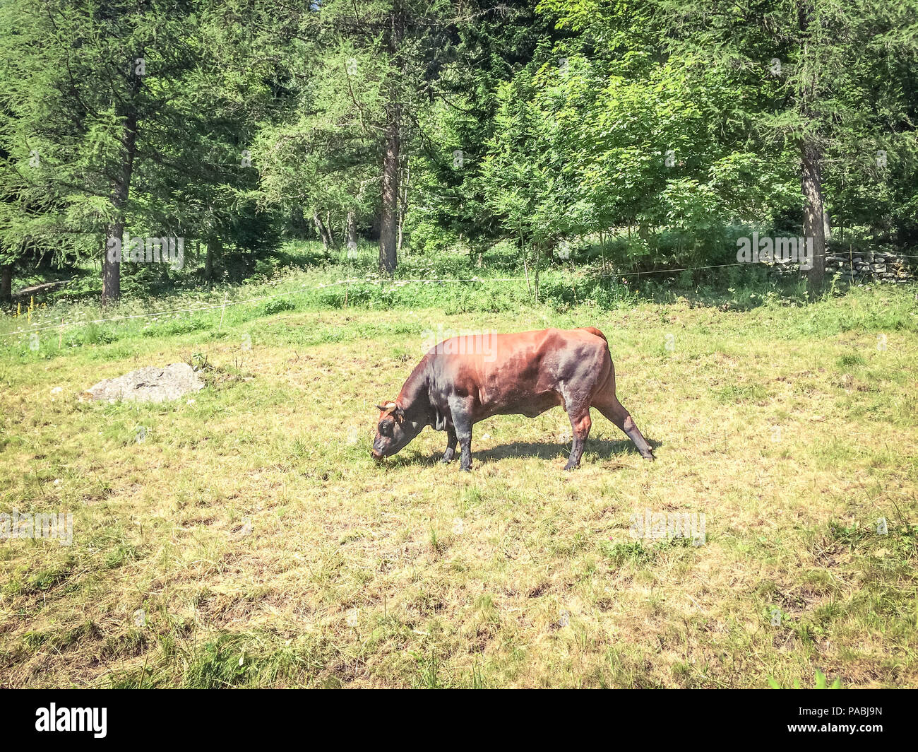 Herd of brown cows grazing in the Gressoney Valley situated in the ...