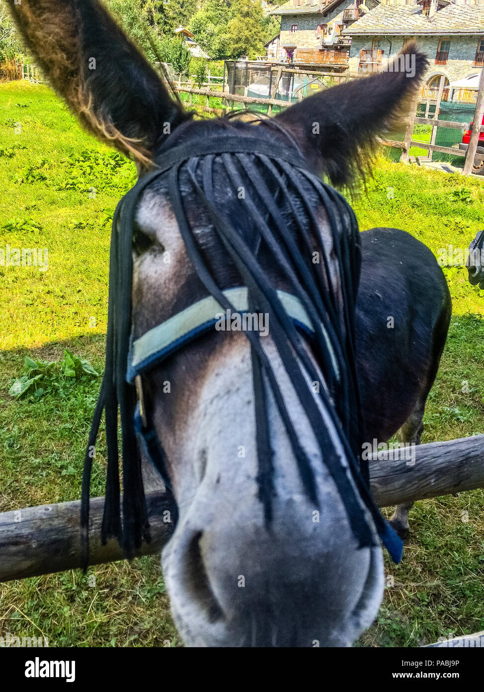 Saddle mule hi-res stock photography and images - Alamy