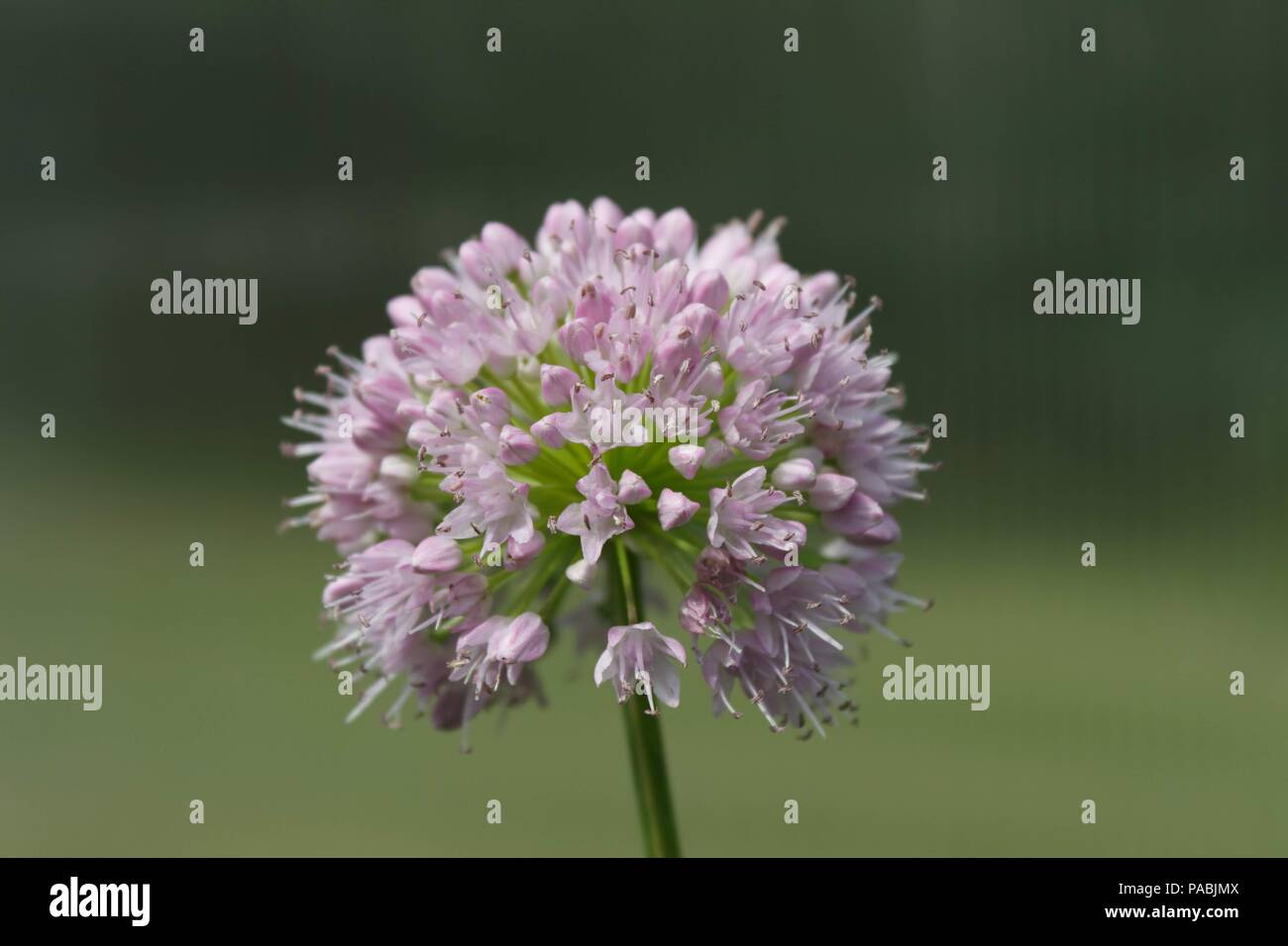Pure colors hi-res stock photography and images - Alamy