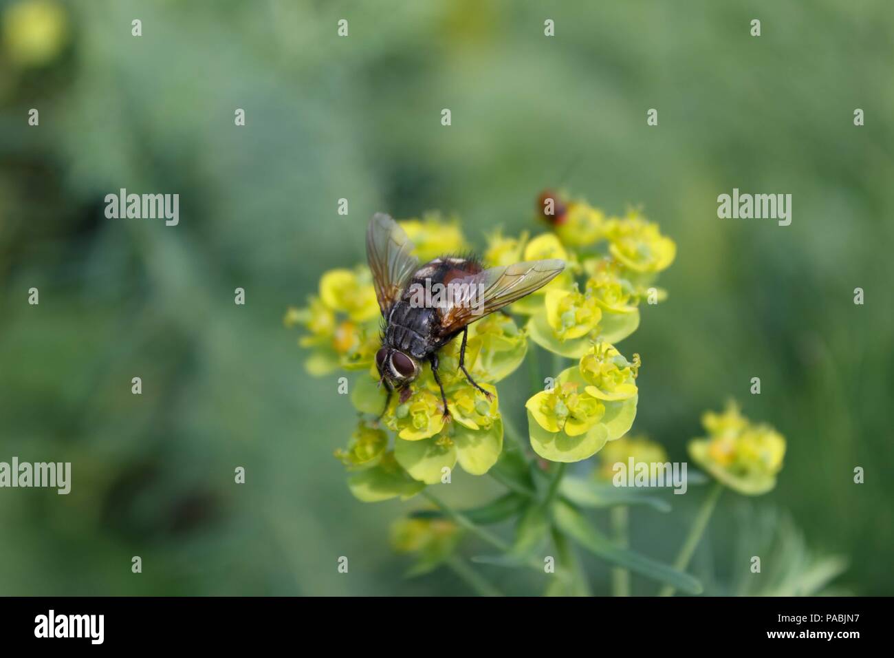 Colorful bugs hi-res stock photography and images - Alamy