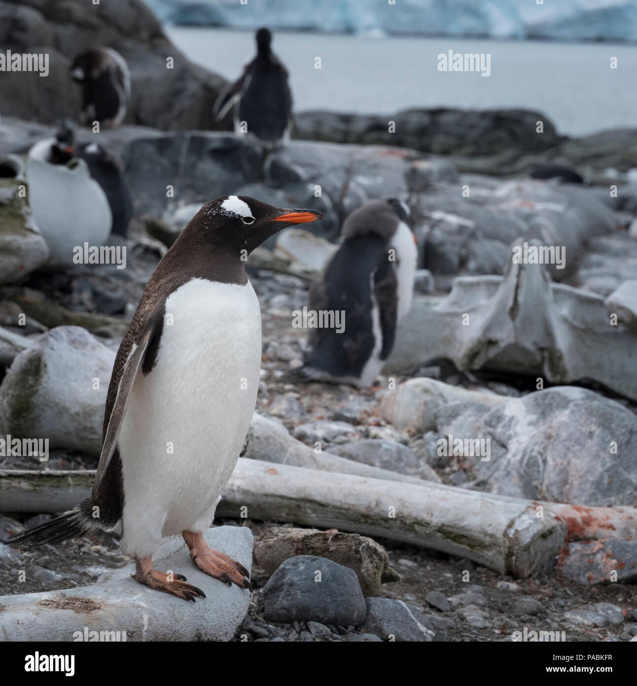 Emotive wildlife hi-res stock photography and images - Alamy