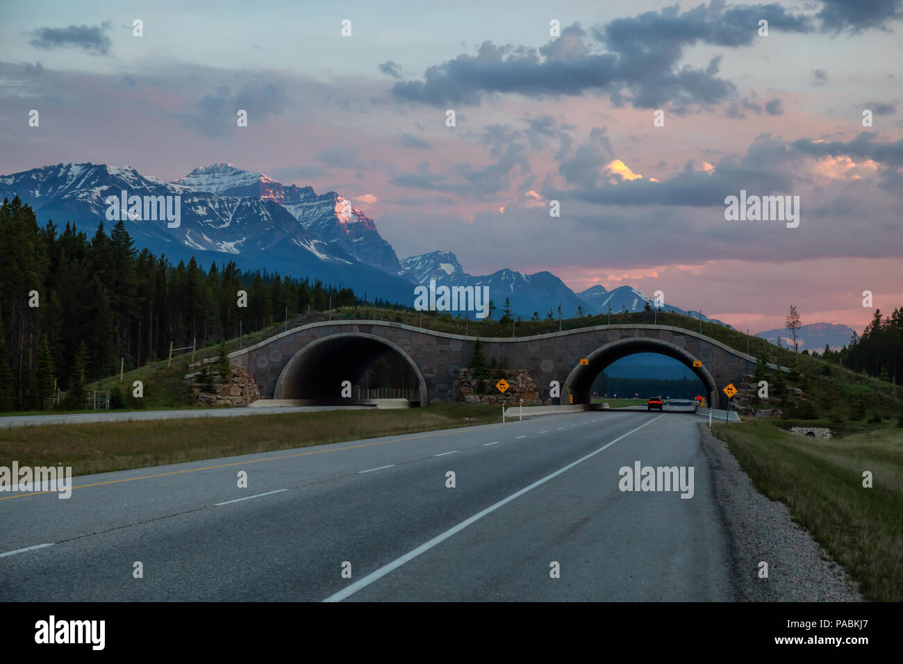 Animal crossing bridge hi-res stock photography and images - Alamy