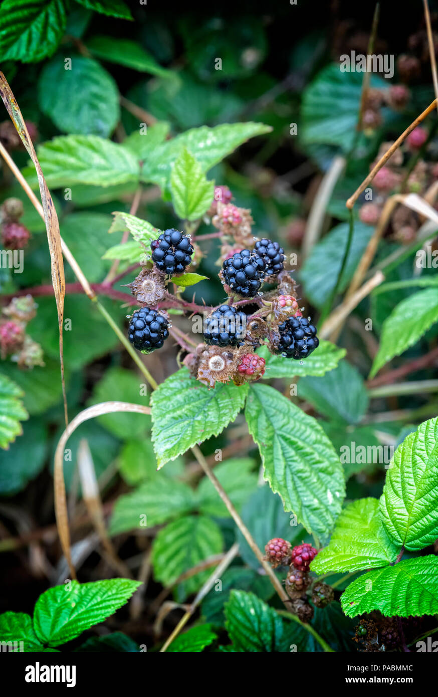 Blackberries ripening on a bramble plant in an English hedgerow Stock ...