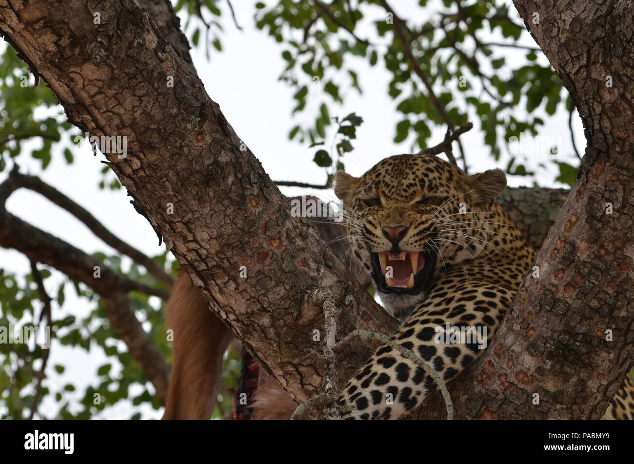 Angry leopard hi-res stock photography and images - Alamy