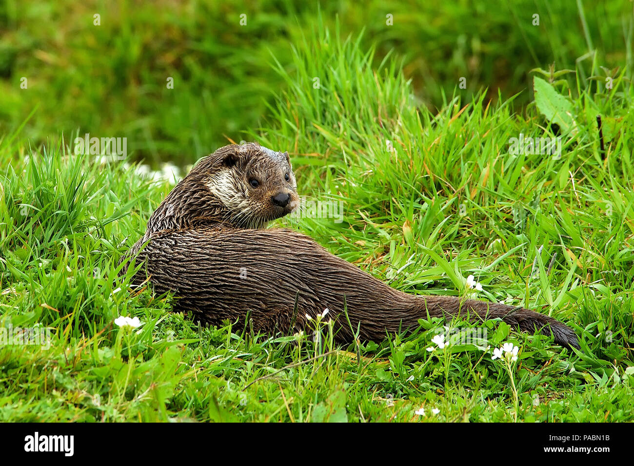 European river otters hi-res stock photography and images - Alamy