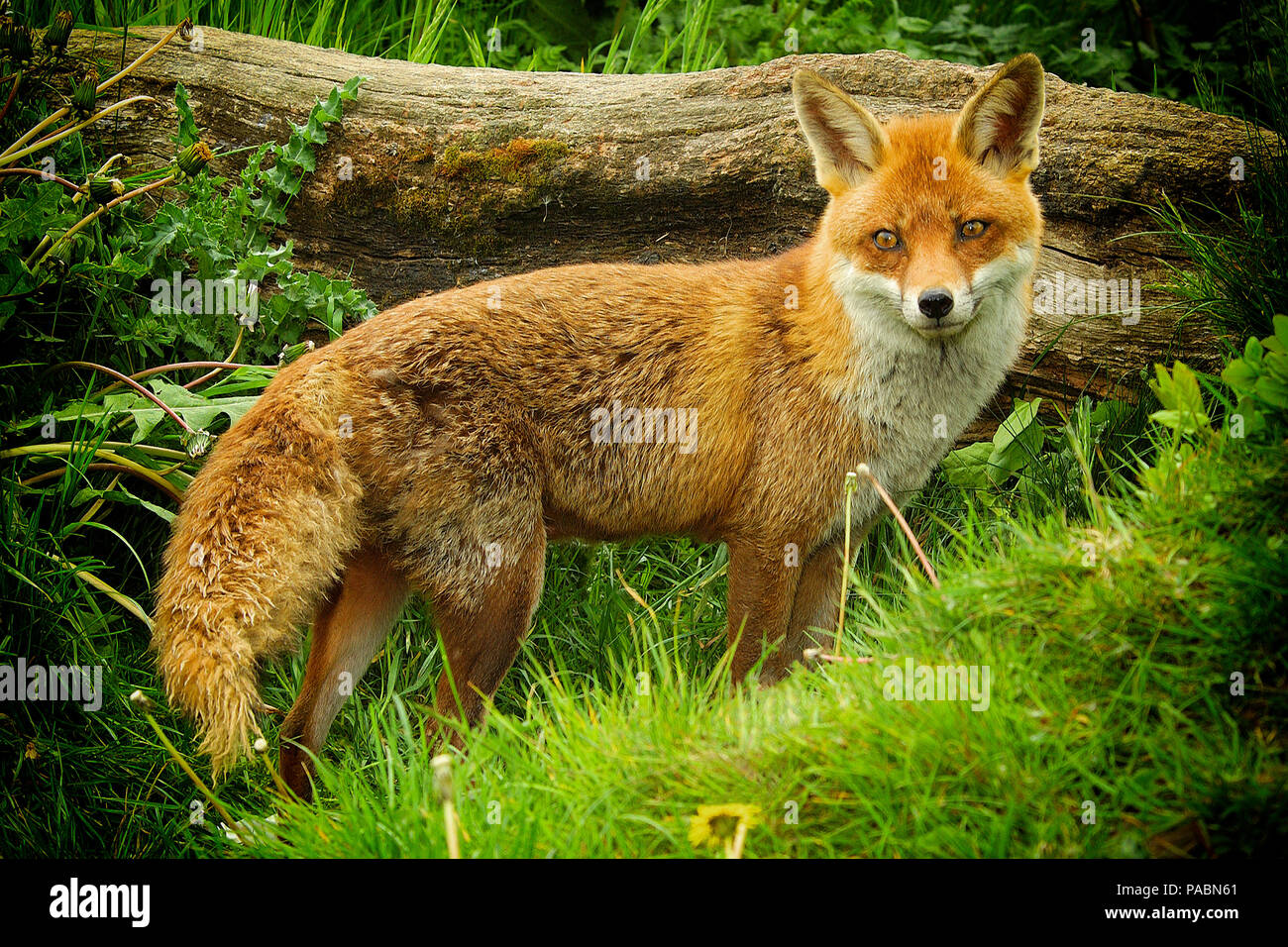Fox looking up hi-res stock photography and images - Alamy