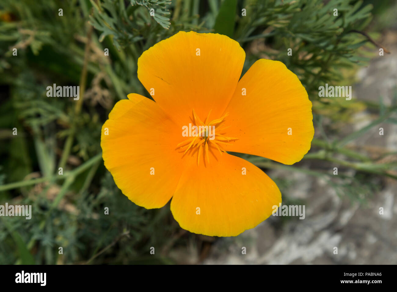 California sunlight hi-res stock photography and images - Alamy
