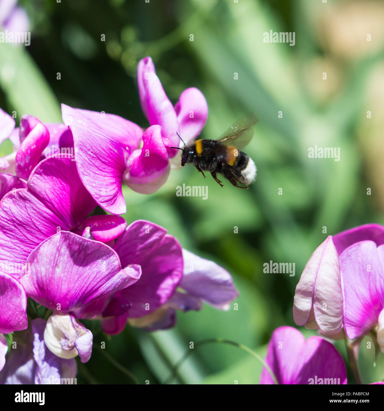Sweet pea flower bee hi-res stock photography and images - Alamy