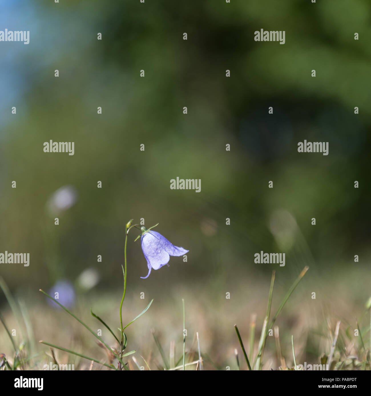 Growing single Bluebell closeup by a natural green background Stock ...