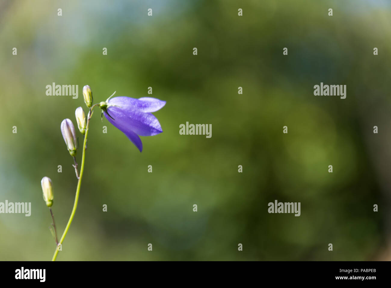 Closeup of blossom bluebell with buds by a natural green background ...