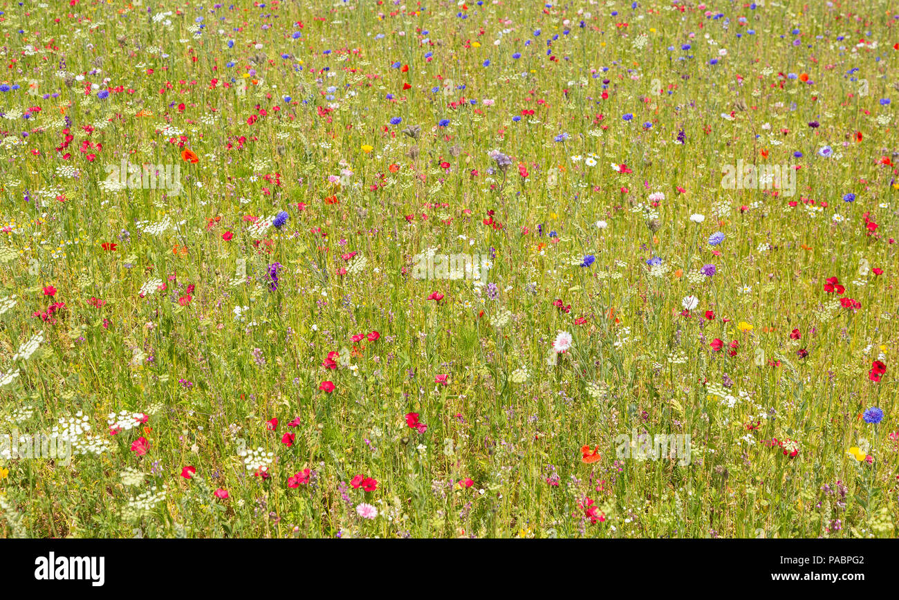 Beautiful wildflowers growing in a meadow Stock Photo - Alamy