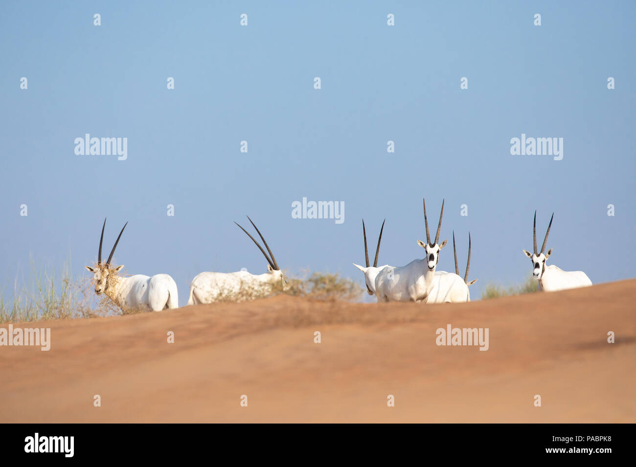 Endangered white arabian oryx (Oryx leucoryx) in Dubai Desert ...