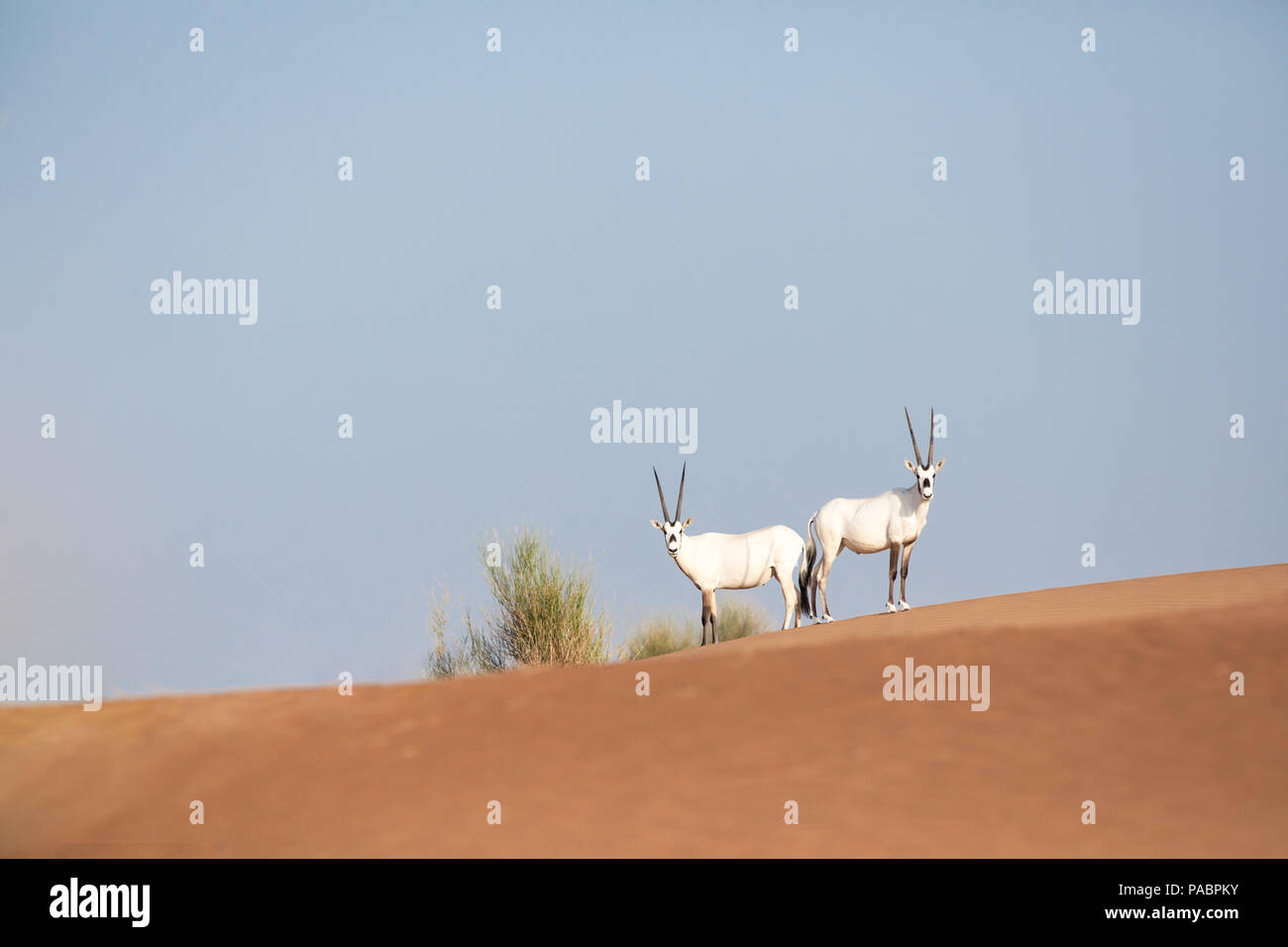 National animal of the united arab emirates hi-res stock photography ...