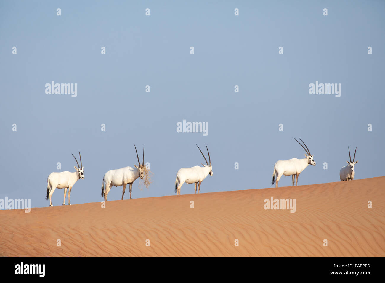 National animal of the united arab emirates hi-res stock photography ...