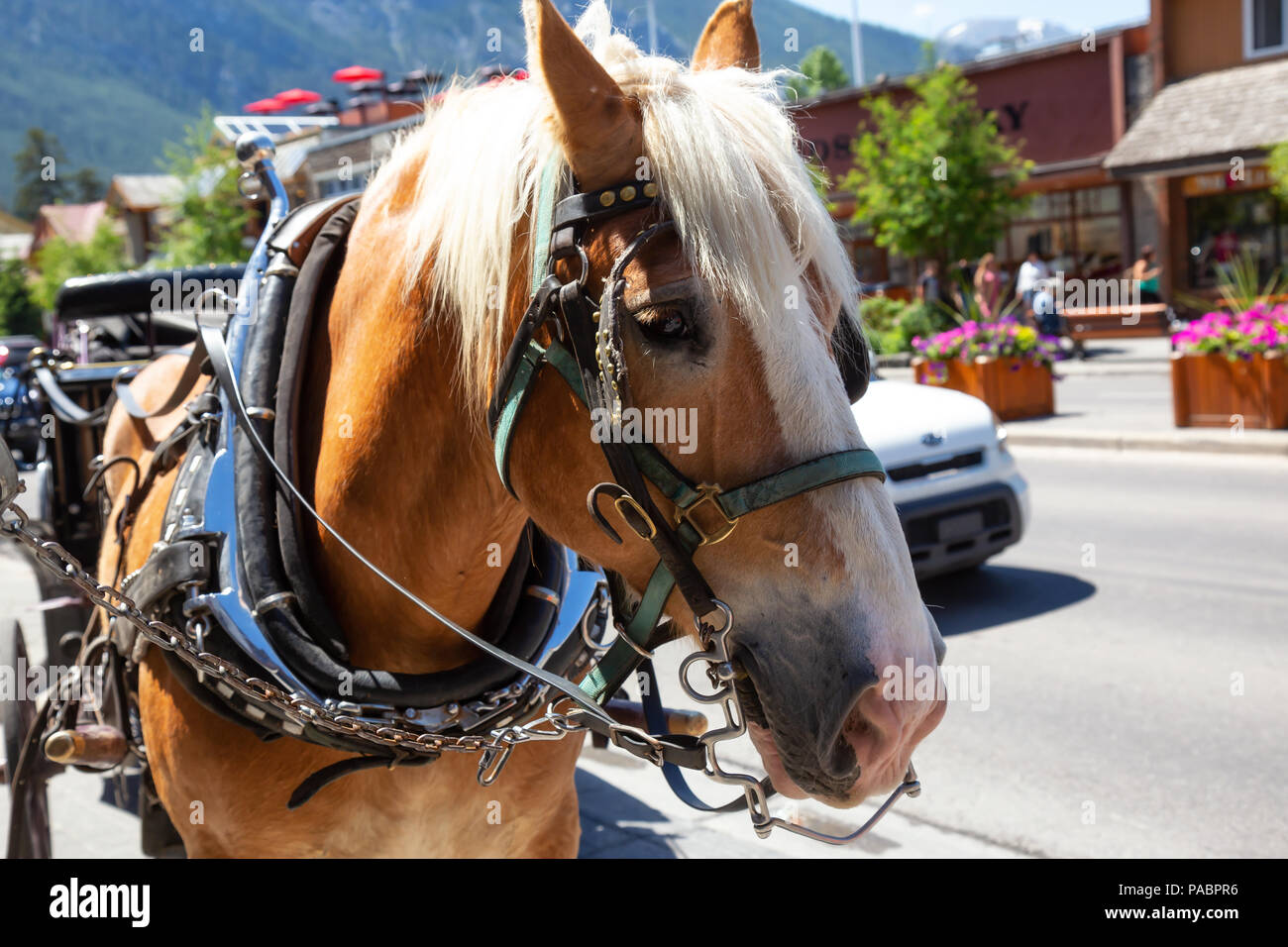 Beautiful carriage horse hi-res stock photography and images - Alamy