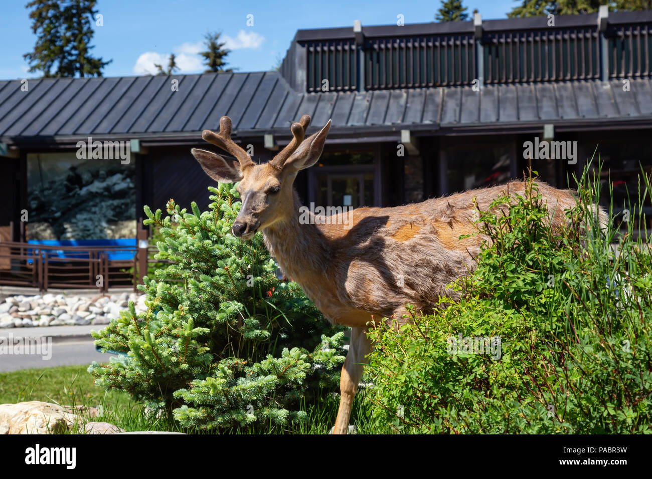 Deer walking in Banff City, Alberta, Canada Stock Photo - Alamy