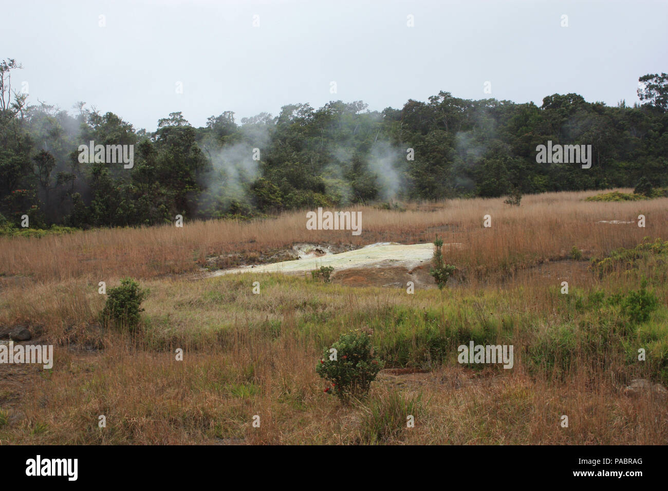 Steam rising through tall grasses at Sulphur Banks in Volcanoes ...