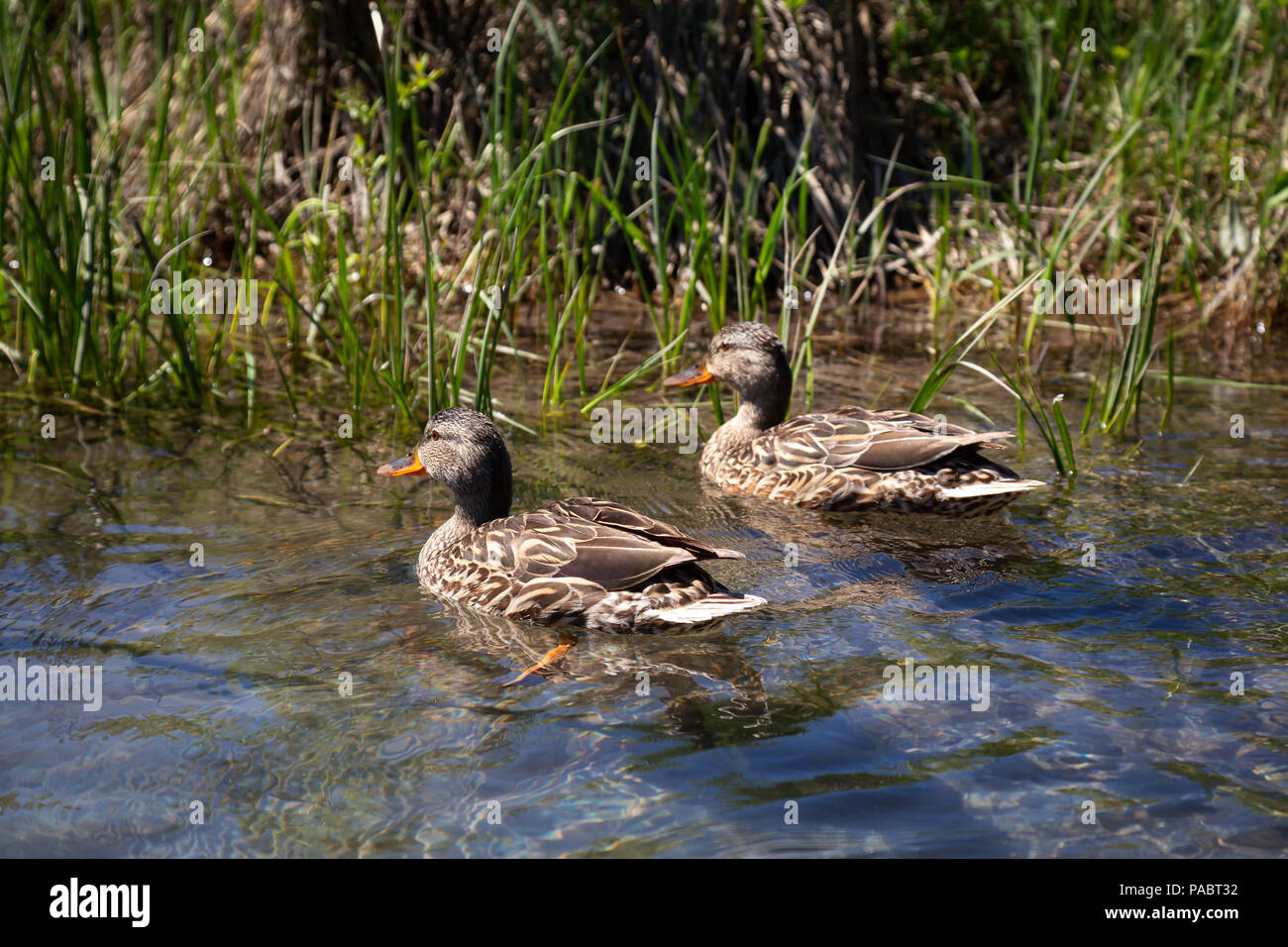Docks swimming in a river. Taken in Banff, Alberta, Canada Stock Photo ...