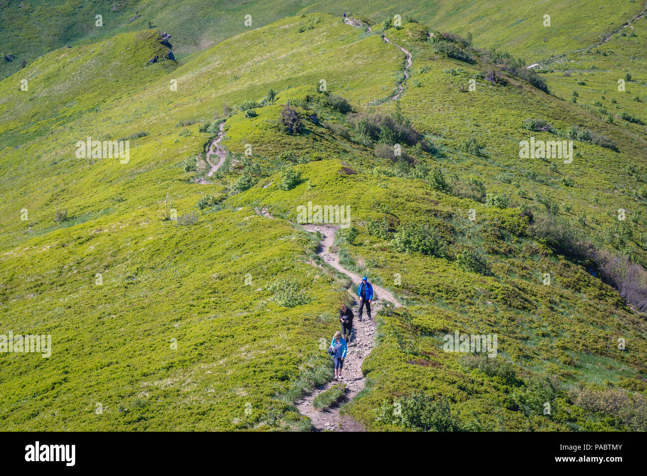 Tourist trail between Rozsypaniec and Halicz peaks in the Bieszczady ...