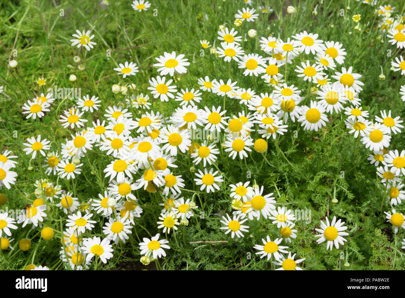 Medicinal horticulture hi-res stock photography and images - Alamy