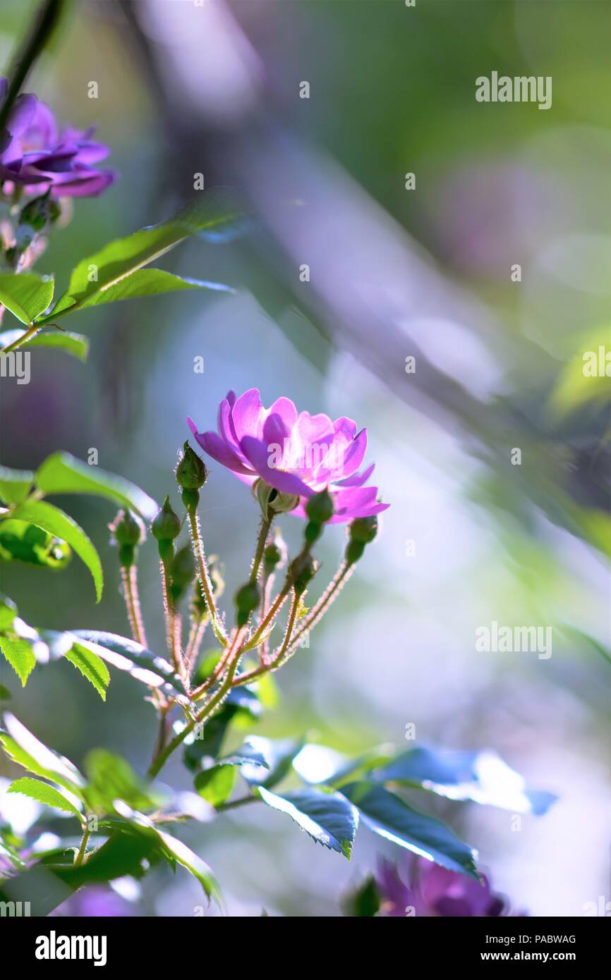 Violet rose flower grow in the summer garden Stock Photo - Alamy