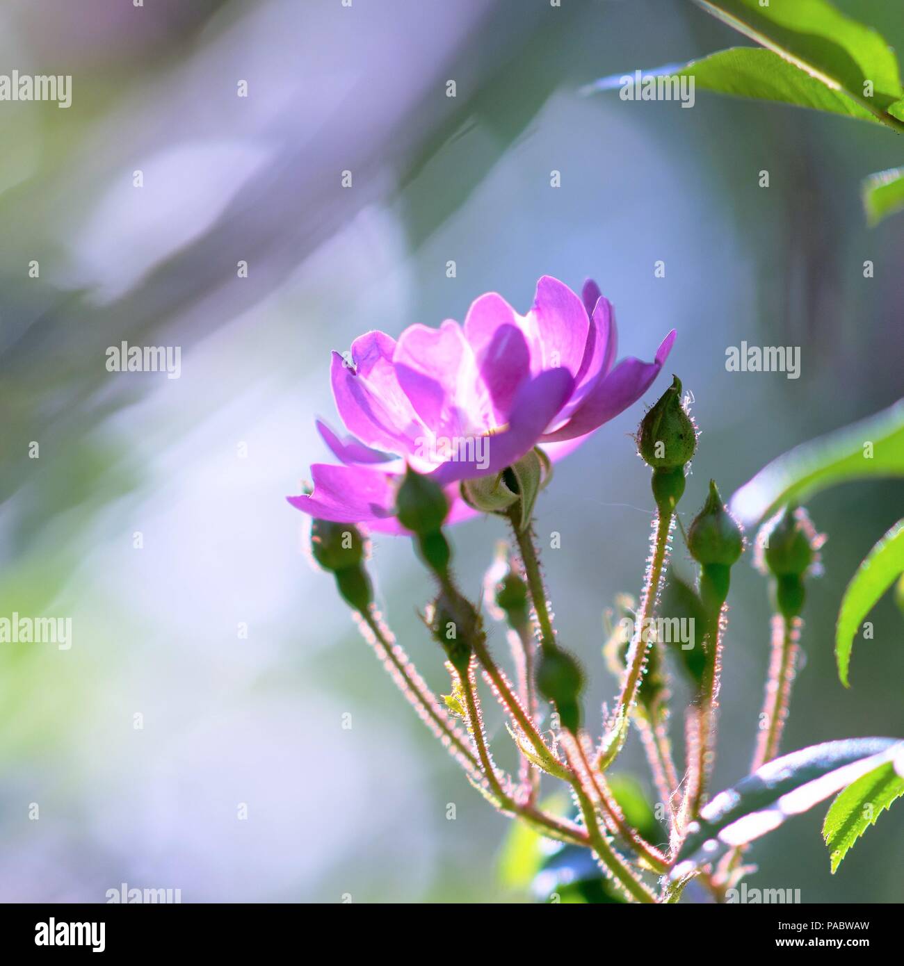 Violet rose flower grow in the summer garden Stock Photo - Alamy