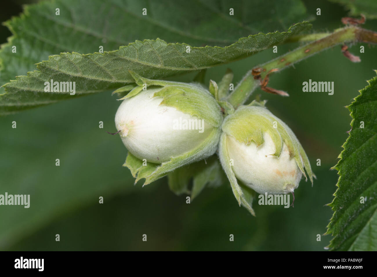 Hazel tree hi-res stock photography and images - Alamy