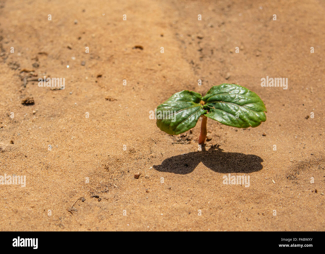 A young sprout with two leaves, sprouting out of a sandy ground Stock ...