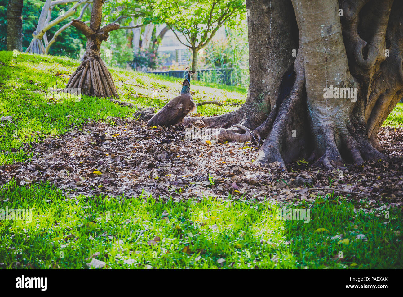GOLD COAST, AUSTRALIA - January 7th, 2015: peacock walking around free ...